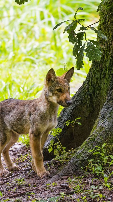 Download Wallpaper 1080x1920 Wolf Cub Wolf Cub Wildlife Predator Tree Samsung Galaxy S4 S5