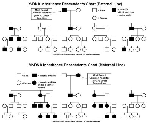 X And Y Chromosomes Chart
