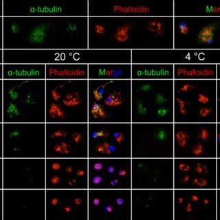 The Changes Of Cytoskeleton In Cells Of Sexually Produced Embryos Of Download Scientific