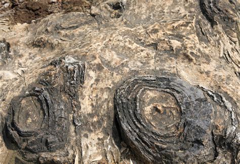 Fossilized Bacteria Examples At Peggy Bergmann Blog