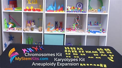 Chromosomes Kit Karyotypes Kit And Aneuploidy Expansion Youtube