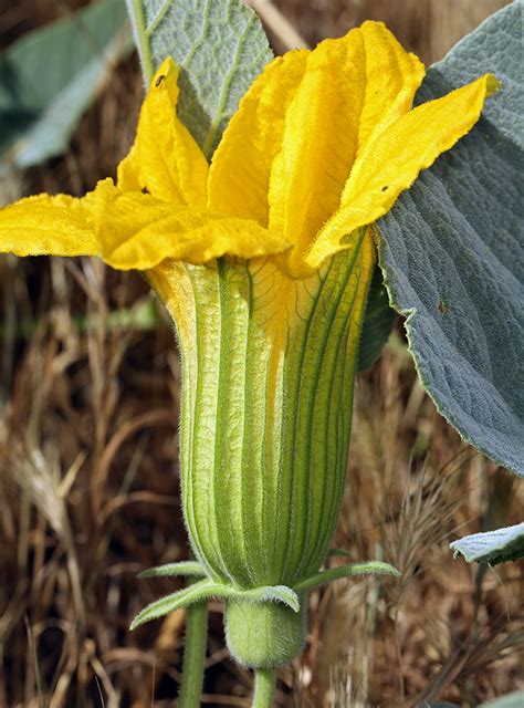 Missouri Gourd Photos Page 1