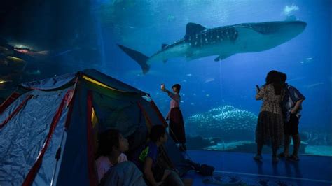 Нощувка с китови акули