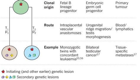 Divergent Branching Clonal Evolution Of Cancer With Topographical