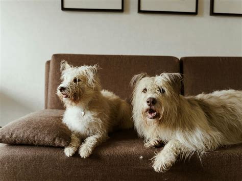 Як подружити собак які живуть в одному будинку рекомендації кінологів