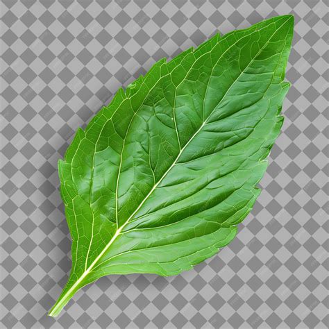 Premium Psd Png Zinnia Leaf With Lance Shaped Toothed Leaf Shape And