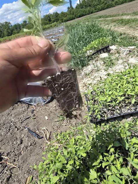 Разсад домат Растения Разсад Семена Павел баня Продавам разсад консервен домат Со