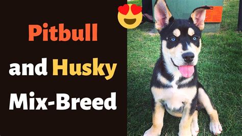Pitbull And Husky Mix Breed Pitsky Temperament Personality Health