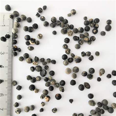 Graines Dasperge De Sprenger Semences Dasparagus Sprengeri