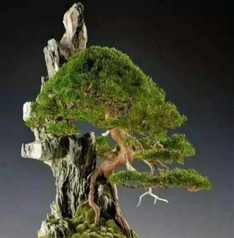附石盆景石与树的完美结合