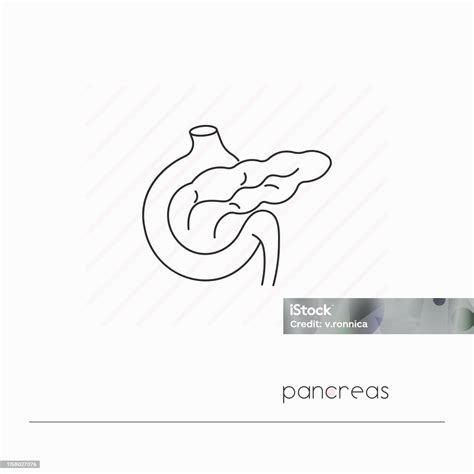 췌장 아이콘이 분리되었습니다 췌장의 단일 얇은 선 기호입니다 인체 해부학 개요 픽토그램 건강 진단에 대한 스톡 벡터 아트 및 기타 이미지 건강 진단 건강관리와 의술