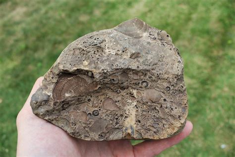 Crazy Amount Of Shell Fossils I Found While Digging Fence Post Holes In