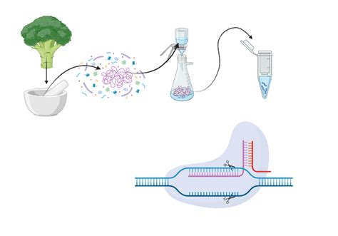 Isolation Of DNA BioRender Science Templates