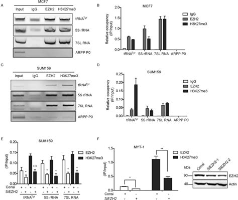 Ezh2 And H3k27me3 Are Found At The Promoters Of Tfiiic Target Genes A