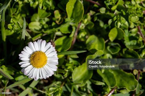 고요한 환경에서 무성한 녹색 잎으로 둘러싸인 아름다운 흰색 데이지 꽃 0명에 대한 스톡 사진 및 기타 이미지 0명 개화기 경관 Istock