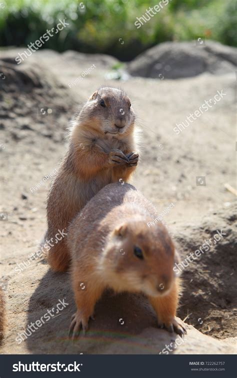 Rodent Grey Gopher Sexual Relations Macro Stock Photo Shutterstock