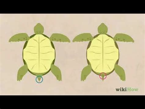 តធវដចមតចដមបកណតភទរបសអណតក កមងបរសឬកមងសរ