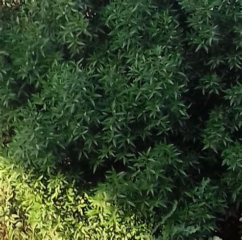 امواج بلاشاطئ