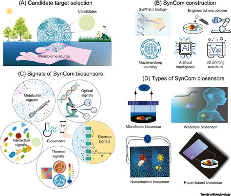 Perspective On The Development Of Synthetic Microbial Community Syncom