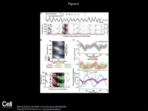 Bálint Lasztóczi Thomas Klausberger Neuron Ppt Download