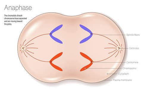 Stages Of Anaphase Cell Division For Education Use Cell Cycle Stock