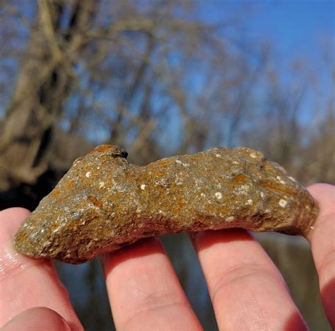 Fossiliferous Limestone Crinoids Brachiopod Shell Remnants Possible Coral Paleozoic Great