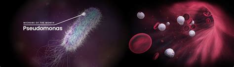Microbe Of The Month Pseudomonas Clean Air Breathe Easy™