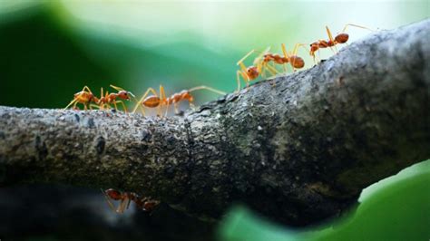 ant colony optimisation algorithm baobab soluciones