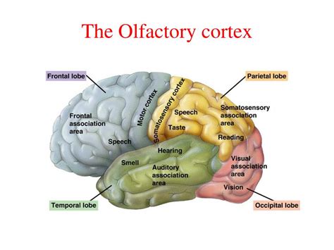 PPT Olfactory Pathway PowerPoint Presentation Free Download ID