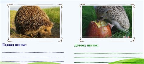 Мэдлээ Цахим контент