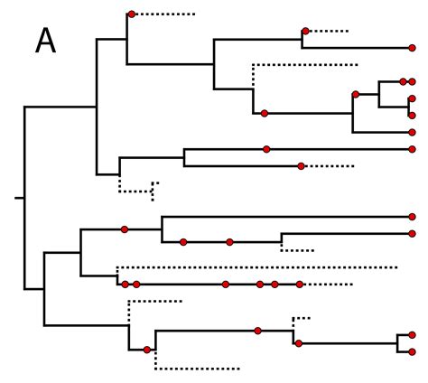 Revbayes Combined Evidence Analysis And The Fossilized Birth Death
