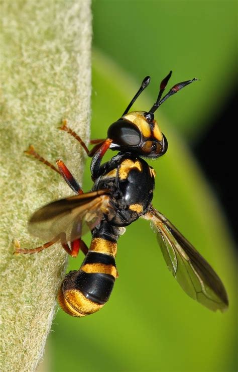 Wasp Mimicking Hoverfly Mimicking Hoverfly Insects Bugs And
