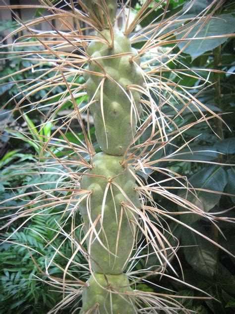 Its Not Work Its Gardening Cactus Show