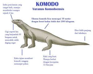 Komodo Dragon Food Chain Diagram The Komodo Dragon Is An All Purpose