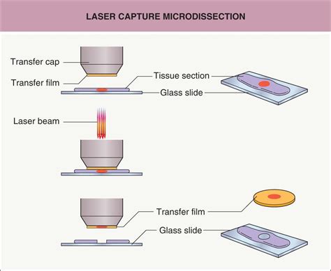 Molecular Biology Clinical Tree