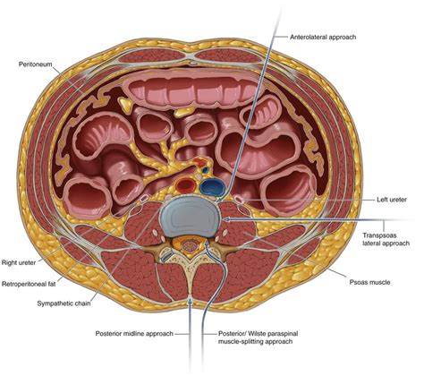 Spine Musculoskeletal Key