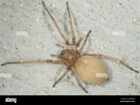 Northern Yellow Sac Spider Cheiracanthium Mildei Arachnida Stock
