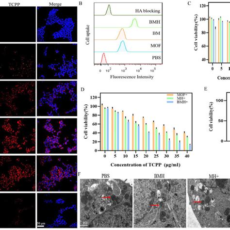 Cellular Uptake In Vitro Cytotoxicity Of Different Mofs And Tem Download Scientific Diagram
