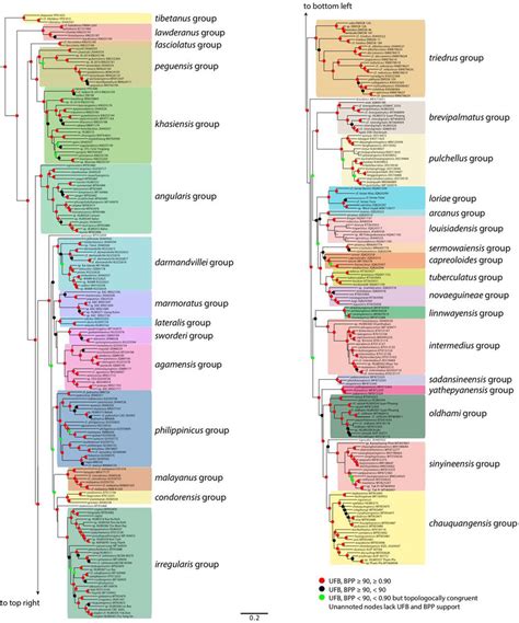 Majority Rule Consensus Trees From Ml Bootstrap Replicates Of 345