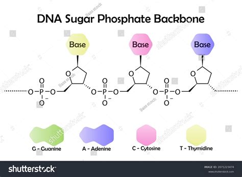 Sugar Phosphate Backbone