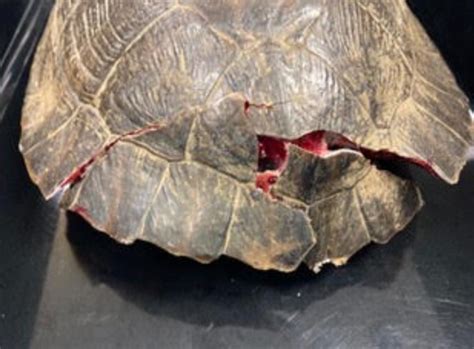 Common Injuries And Illnesses Turtle Ally Certification Program