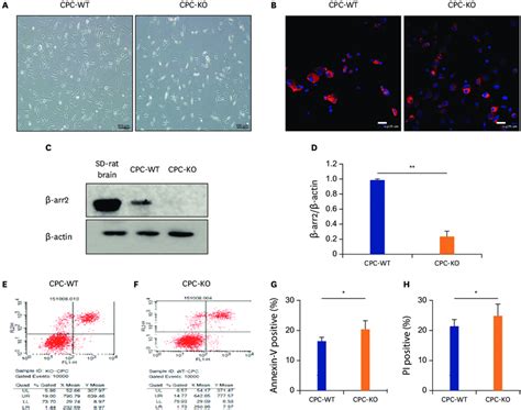 Basic Morphologic Difference Of 2 Types Of CPC And Higher Apoptotic Download Scientific Diagram