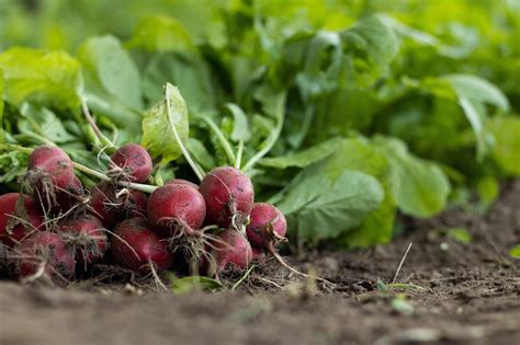 Garden Radish Vegetables Food Root Free Photo On Pixabay