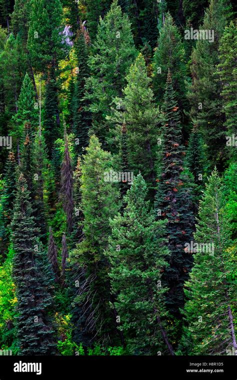 Forest Of Green Pine Trees On Mountainside In Autumn With Colors And Beauty Stock Photo Alamy