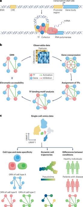 Ricardo Noel Ramirez On Linkedin Gene Regulatory Network Inference In The Era Of Single Cell