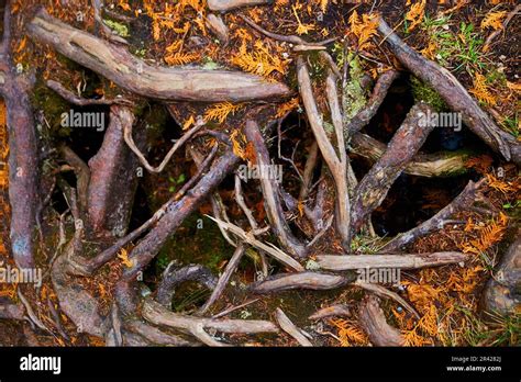 Crisscrossing Tree Roots On Vibrant Forest Floor Of Green Orange And Yellow With Hollow