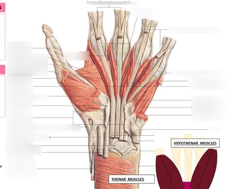 S3w2 Intrinsic Hand Diagram Quizlet