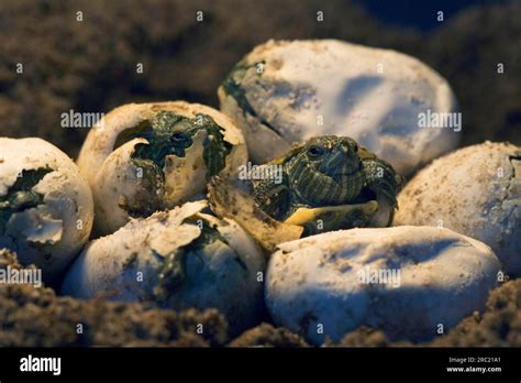 Red Eared Slider Trachemys Scripta Elegans Juveniles Pseudemys