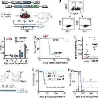 High RUNX1 Levels Are Required For Transformation Of Human AML Cells Download Scientific