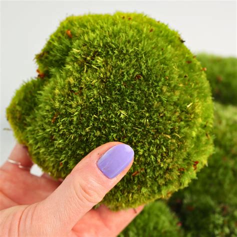 Shop Terrarium Moss Lush High Quality Moss For Stunning Displays